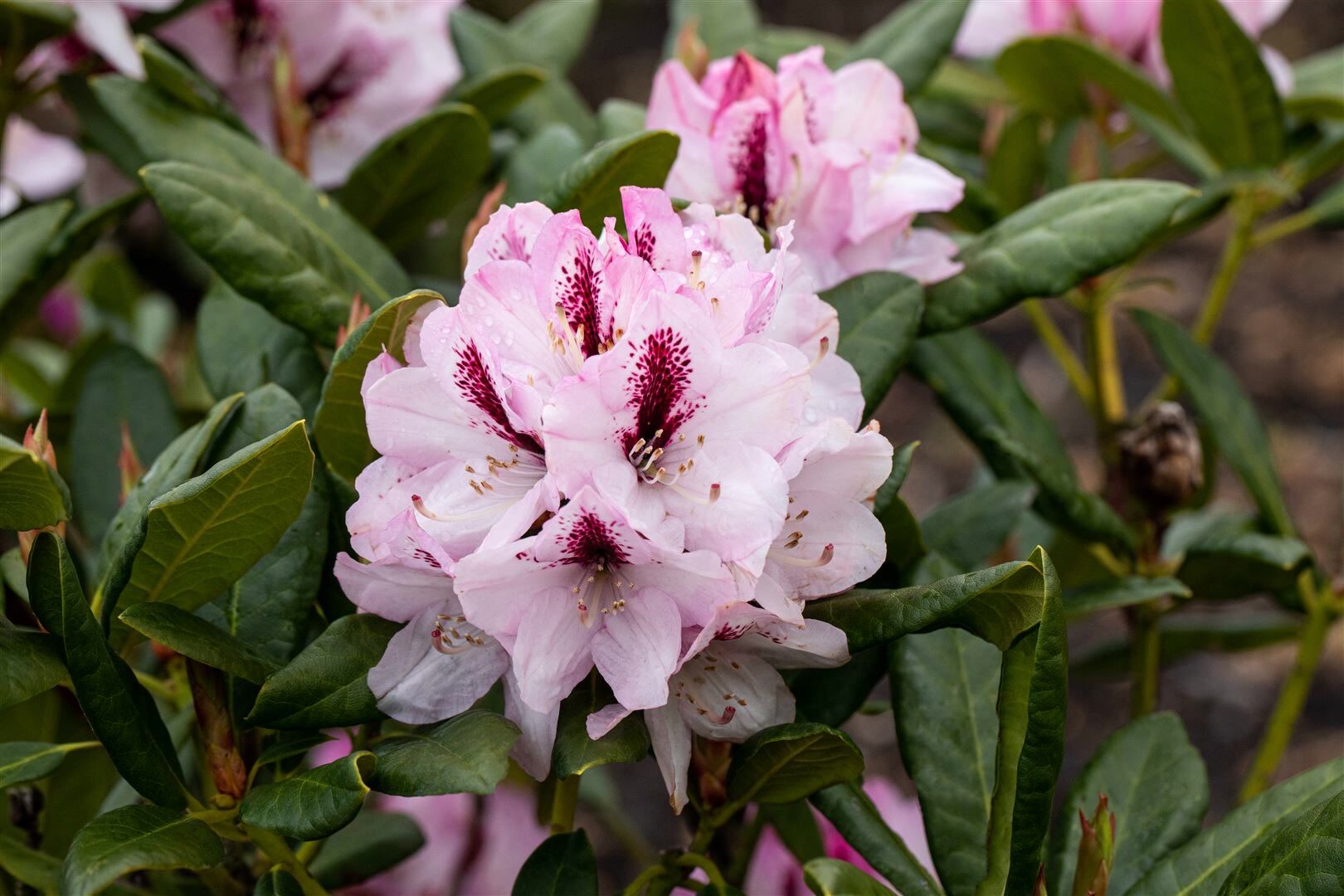 Preisvergleich für Rhododendron Hybr. 'Herbstfreude', Rhododendron, 30 ...